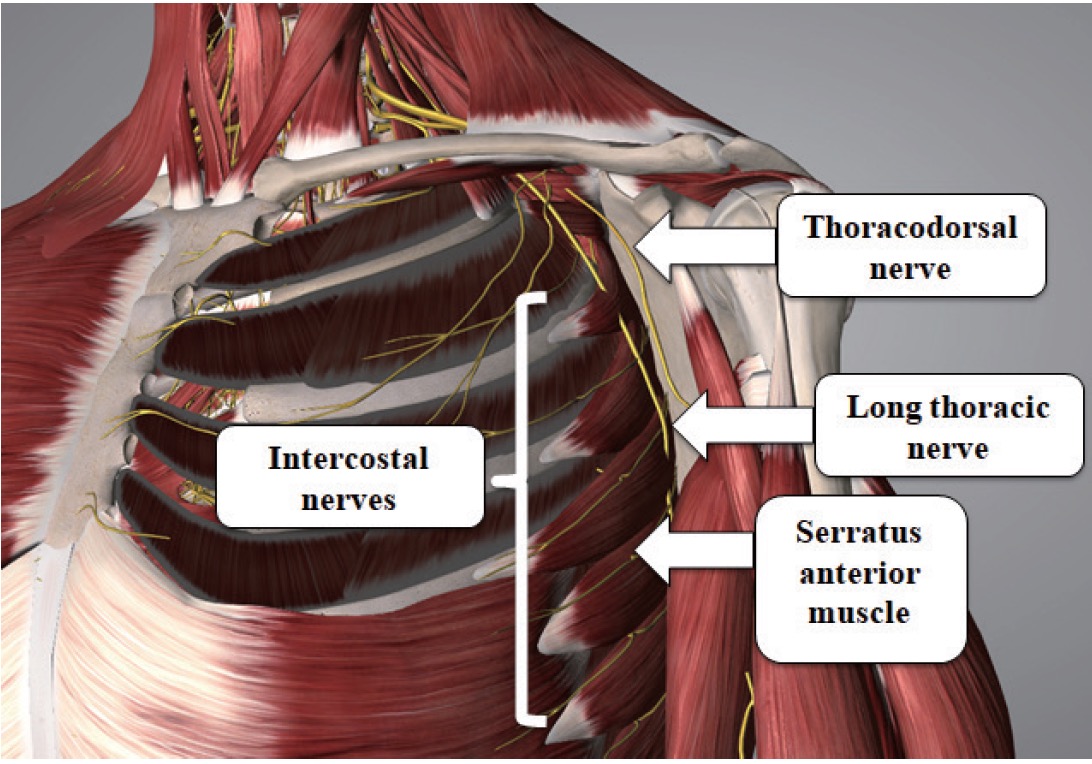 Thoracodorsal Nerve Axillary Dissection